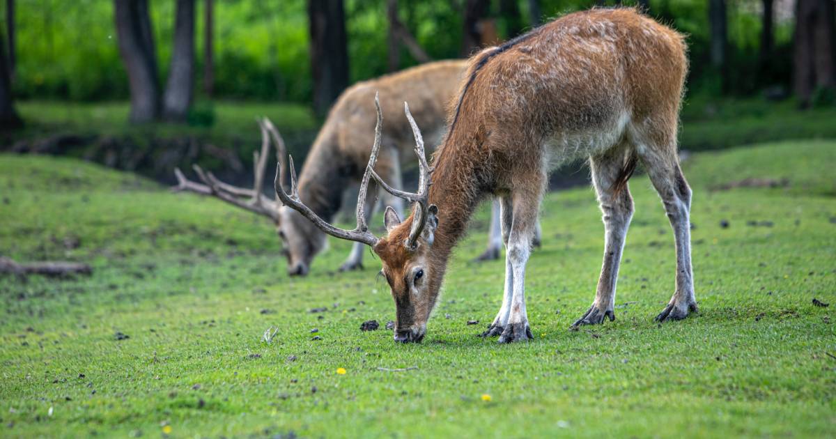 How to Stop Deer from Eating Your Garden Beds | Story | REDESIGNI